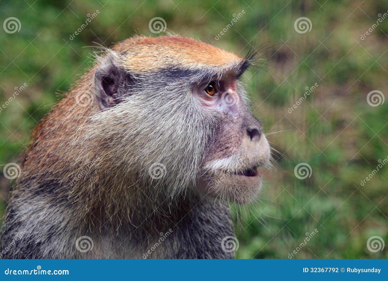 Hussar monkey stock photo. Image of dancing, nature, life - 32367792