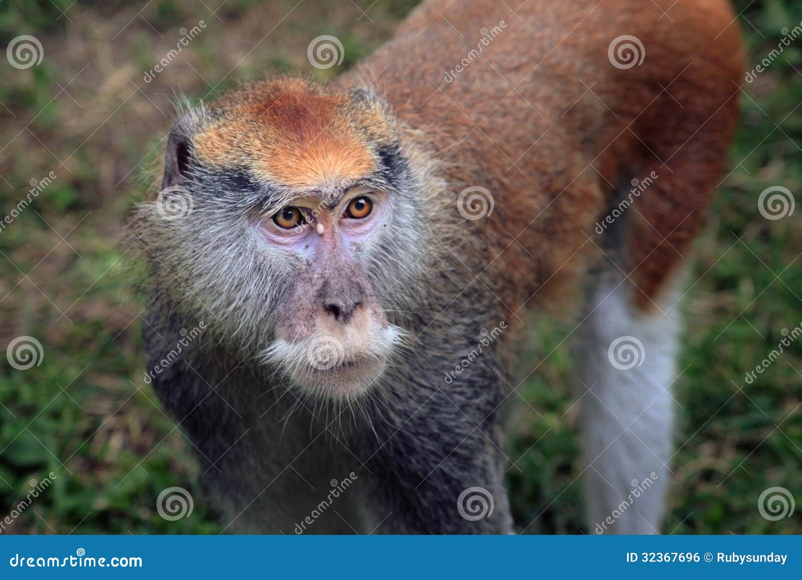 Hussar monkey stock photo. Image of military, wild, hussar - 32367696