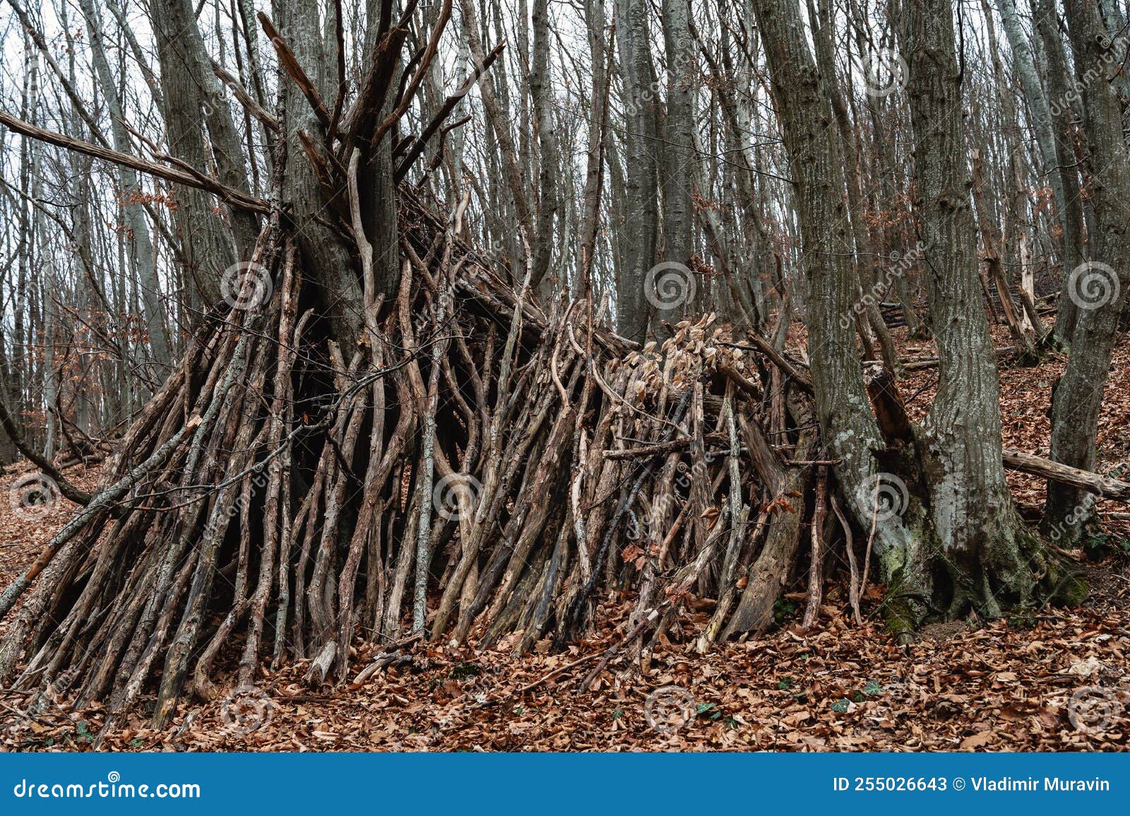 Hut of Branches in the Forest Stock Image - Image of green, branches ...