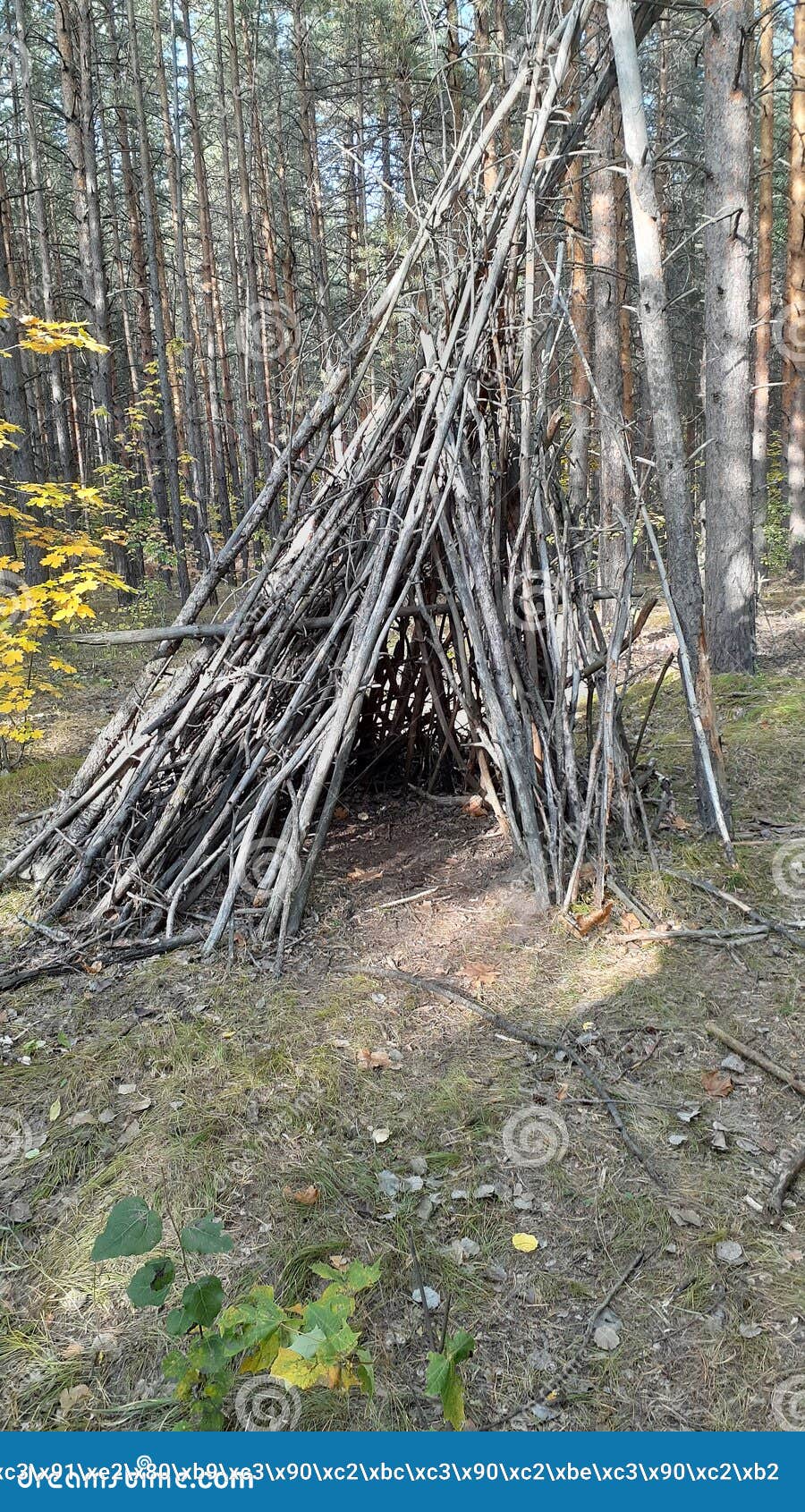 Hut from branches stock photo. Image of soil, forest - 240300058