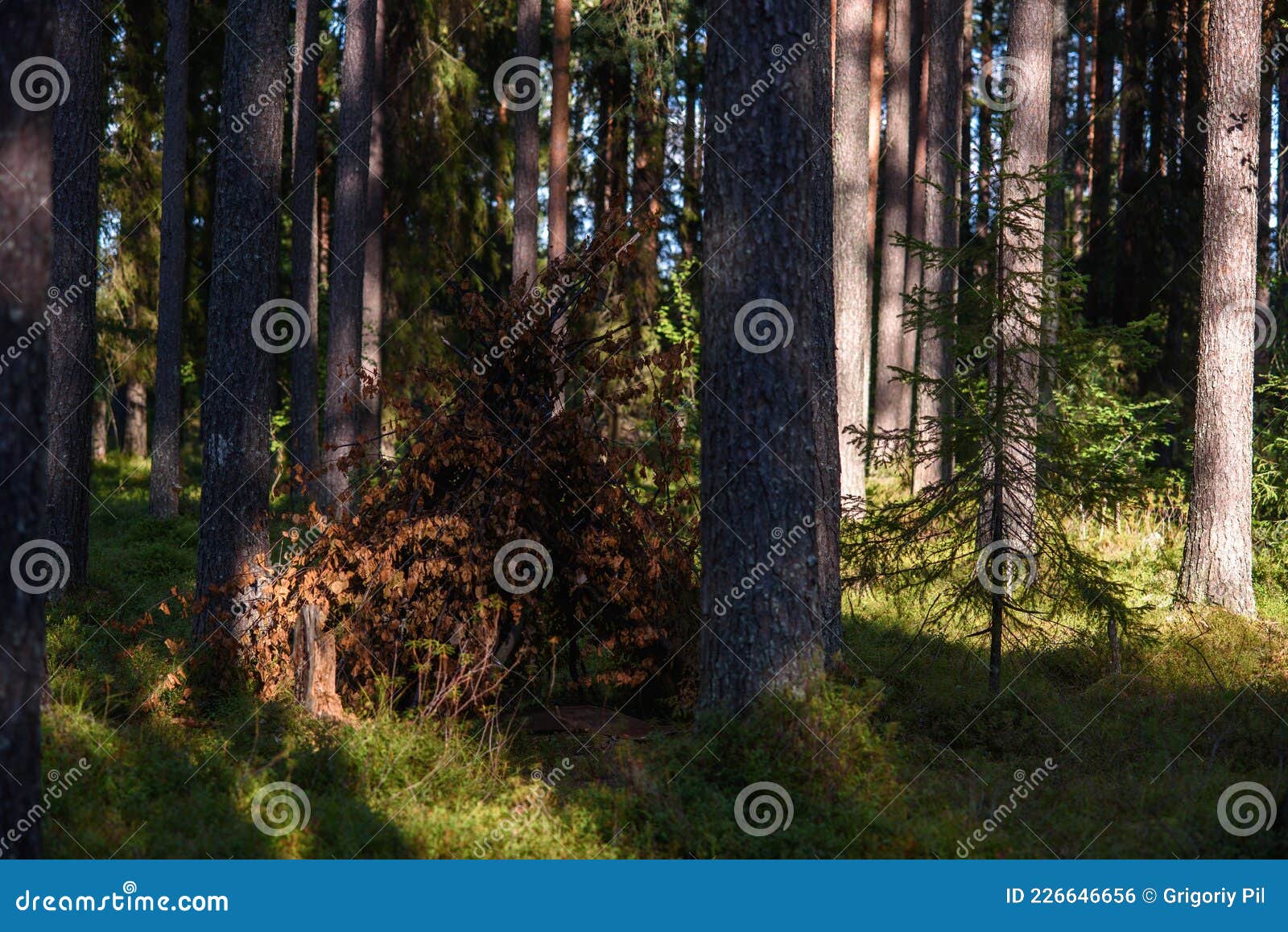 A Hut Built of Deciduous Branches Stock Photo - Image of guide, house ...
