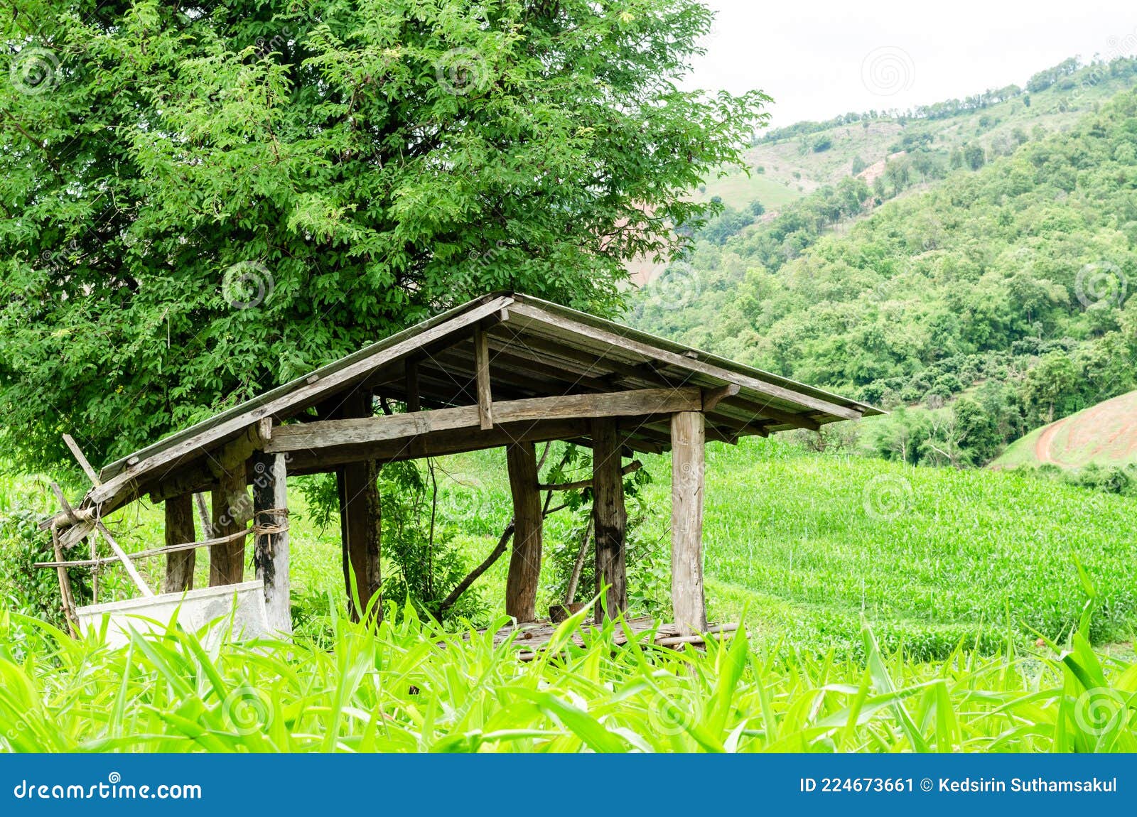 A hut at corn field stock image. Image of blue, clouds - 224673661