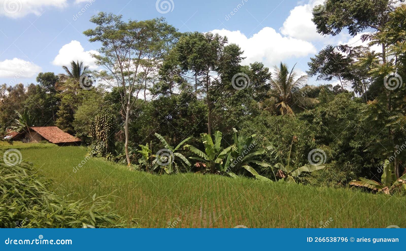 Hut on the Edge of the Rice Field Behind My House Stock Photo - Image ...