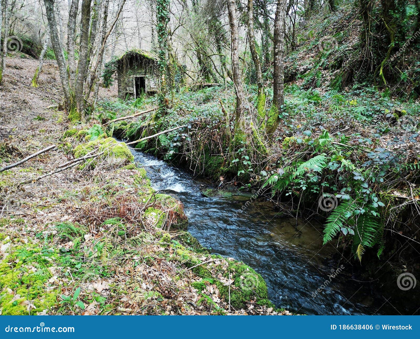 Hut on the Edge of the River in the Forest Stock Photo - Image of edge ...