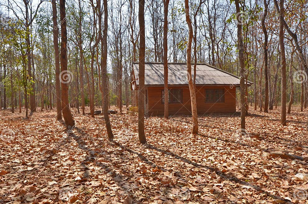 A hut in the fall forest stock image. Image of beautiful - 67588541
