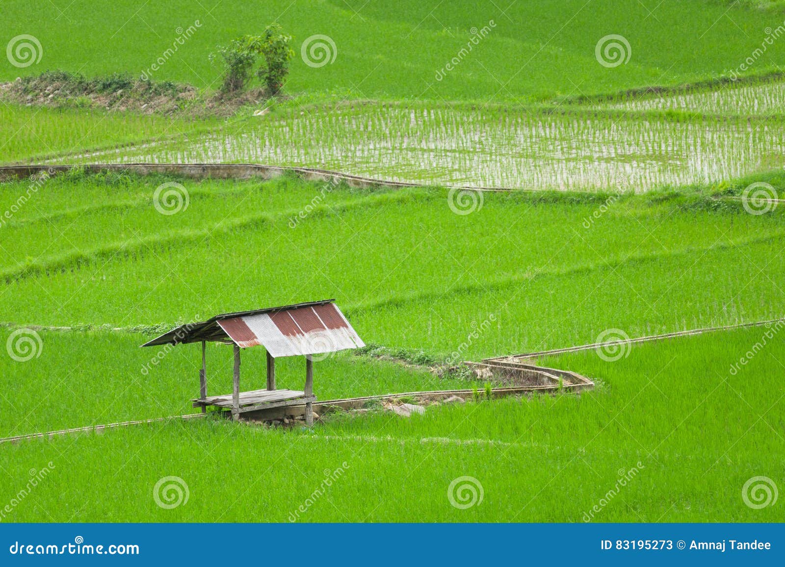 Hut in Green Rice Paddy Field Stock Image - Image of landscape ...