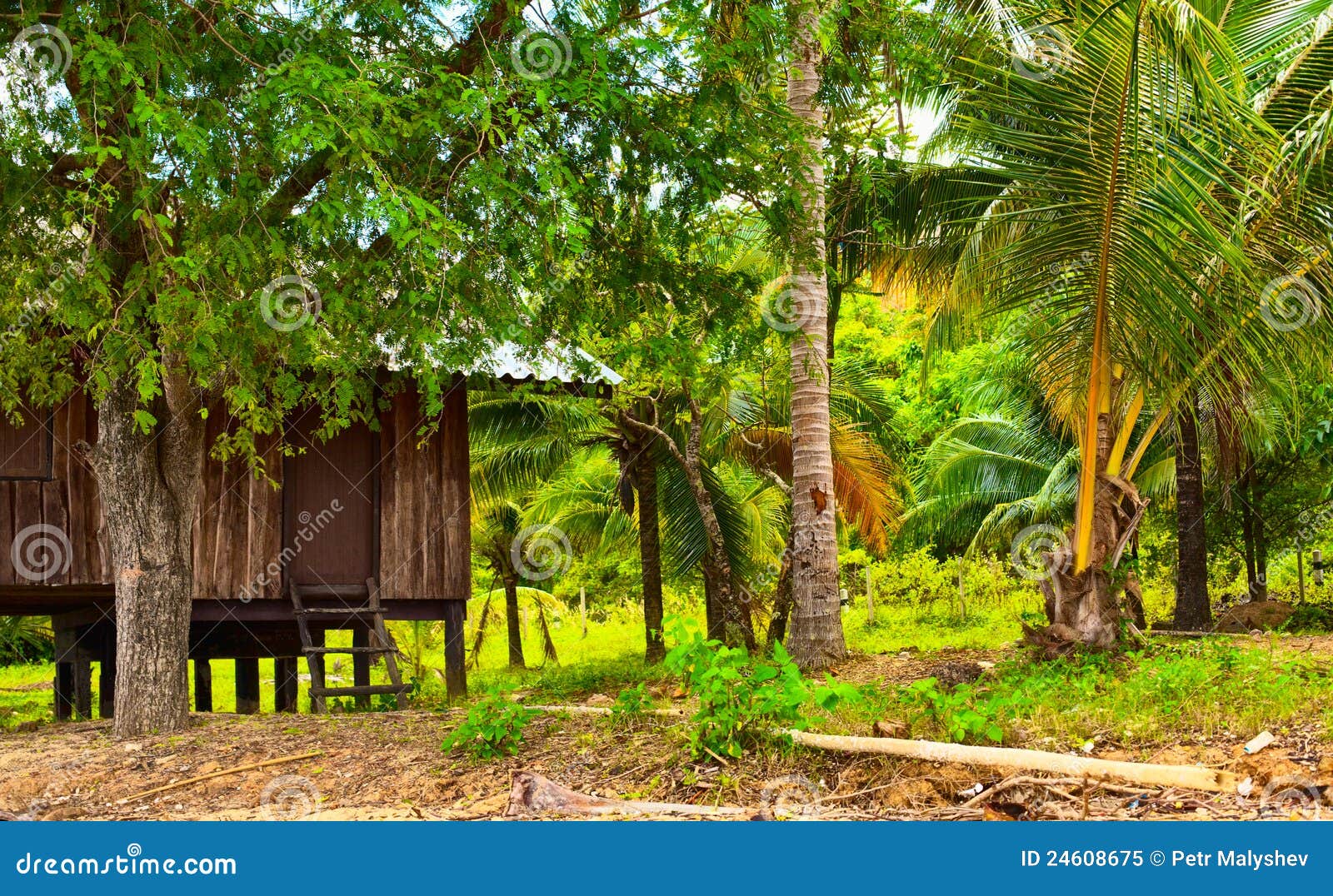 Hut in Jungle stock image. Image of summer, blue, foliage - 24608675