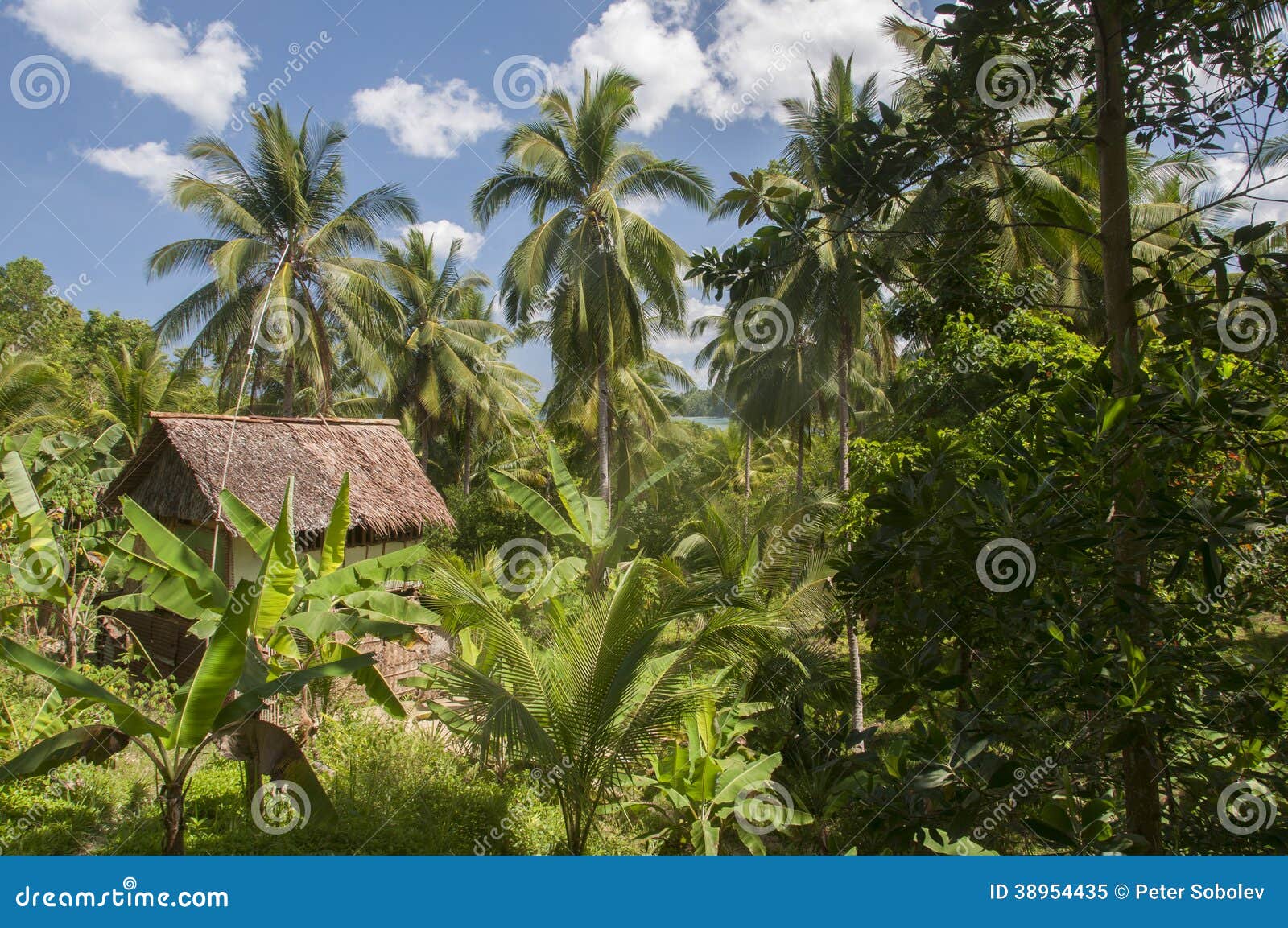 Hut in jungle stock image. Image of realty, port, barton - 38954435