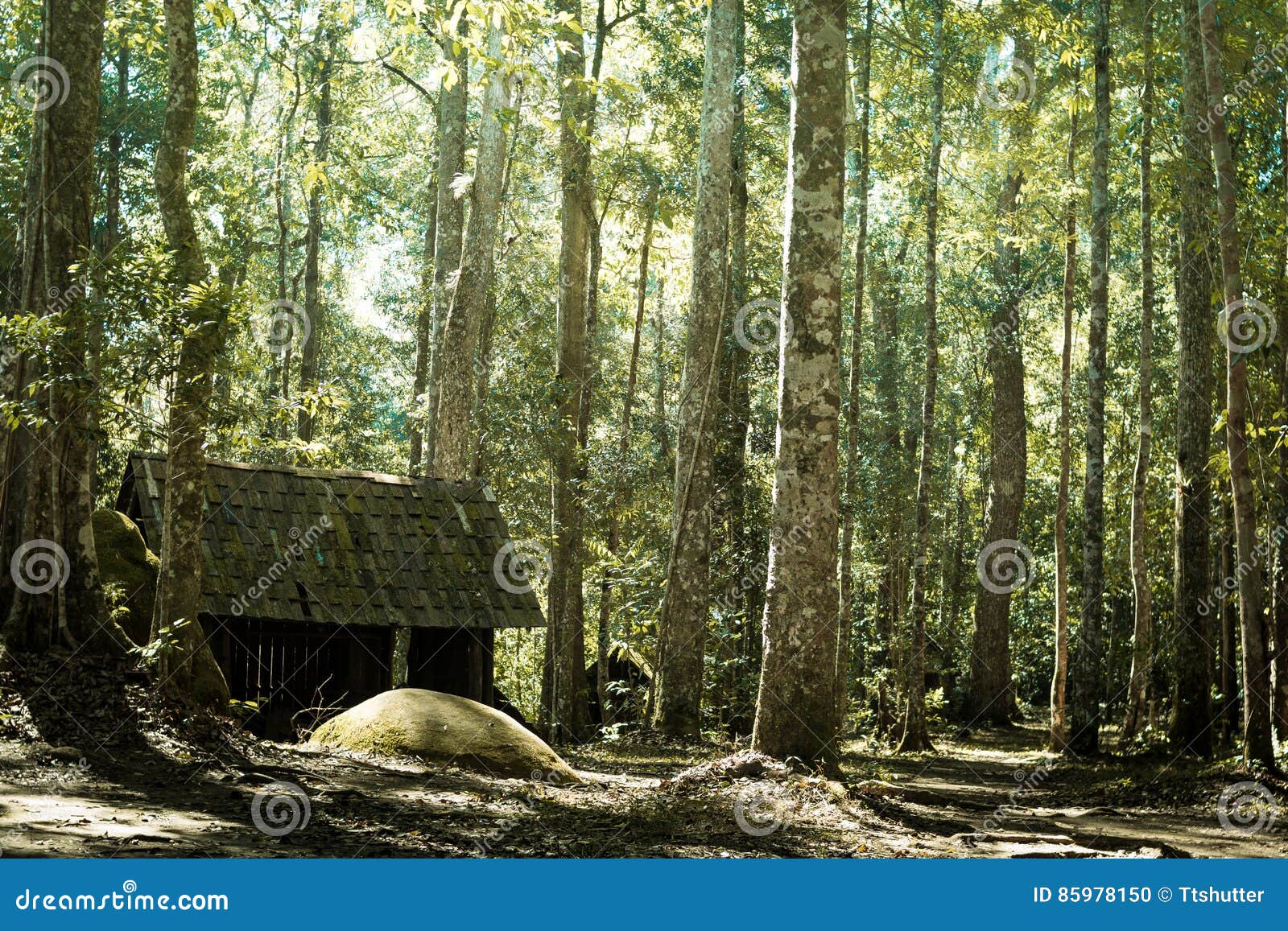 Hut in jungle stock photo. Image of nature, small, park - 85978150