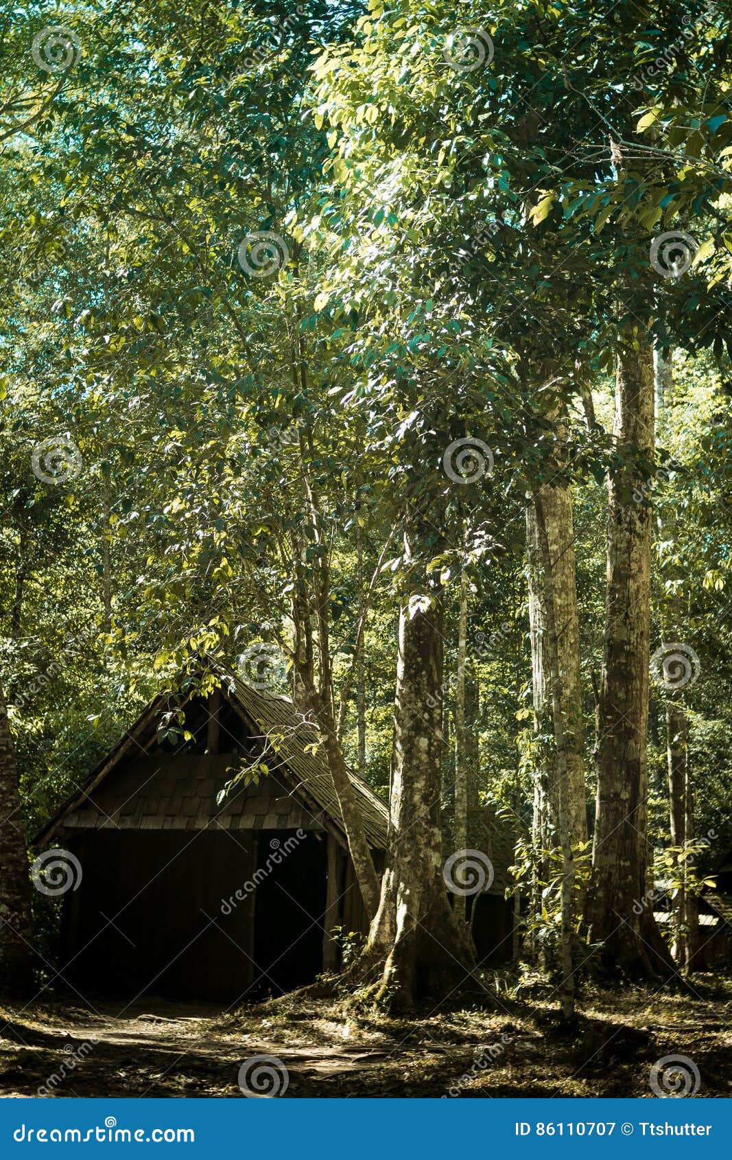 Hut in jungle stock image. Image of habitat, adventure - 86110707