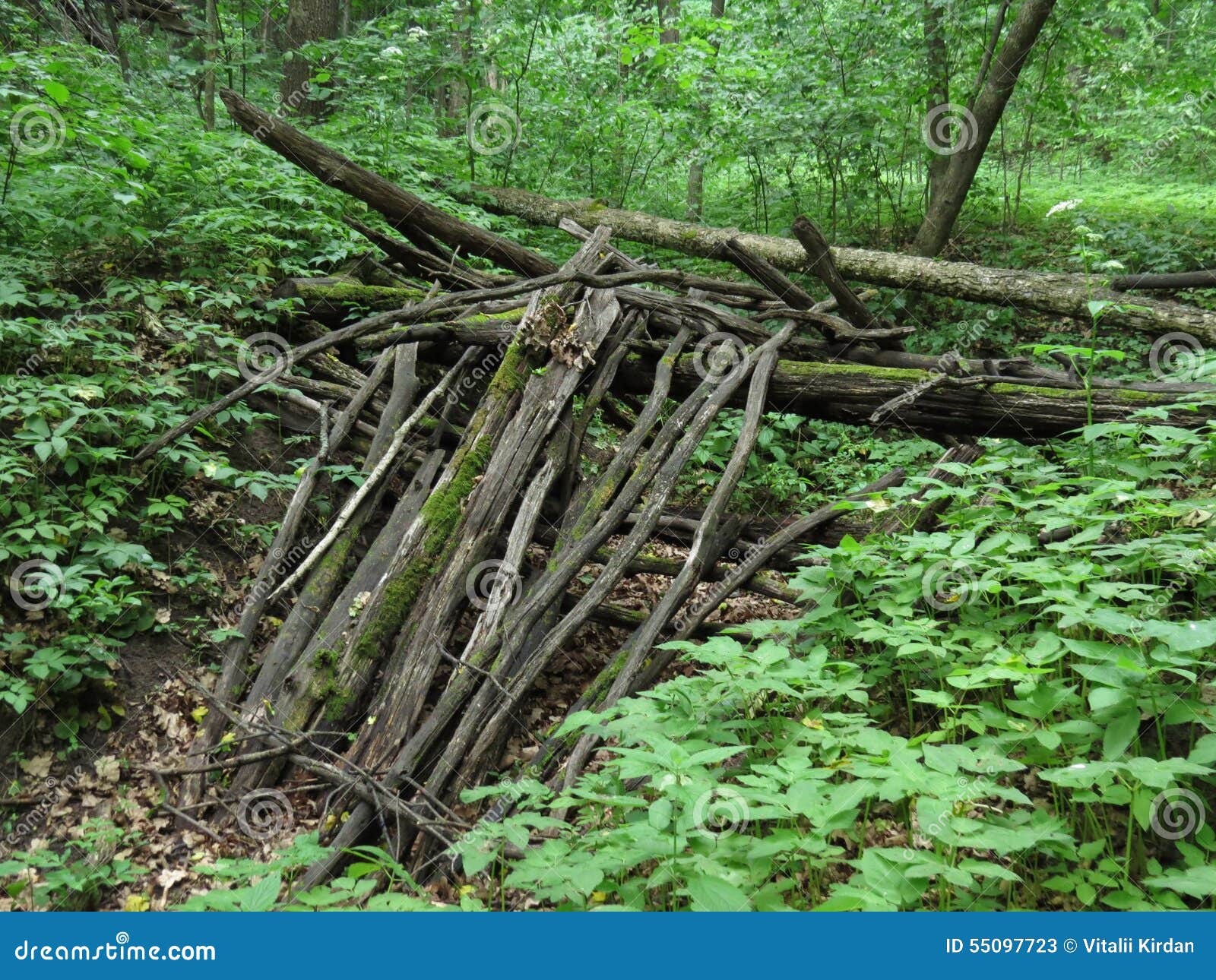 Hut made of branches stock image. Image of yellow, evergreen - 55097723