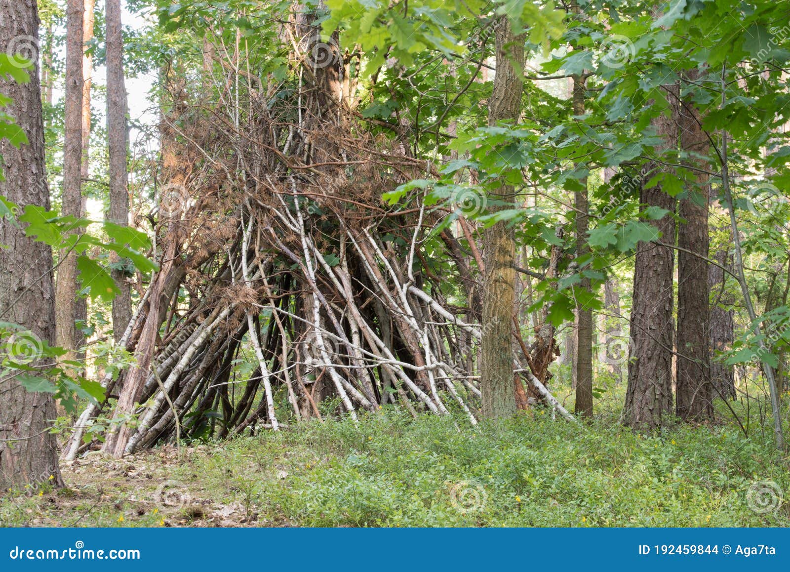 Hut made of tree branches stock photo. Image of forest - 192459844