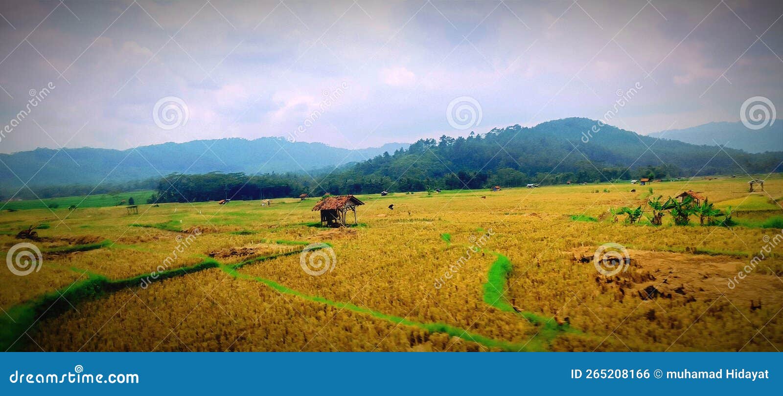 Hut in the Middle of the Harvested Rice Stock Photo - Image of ...