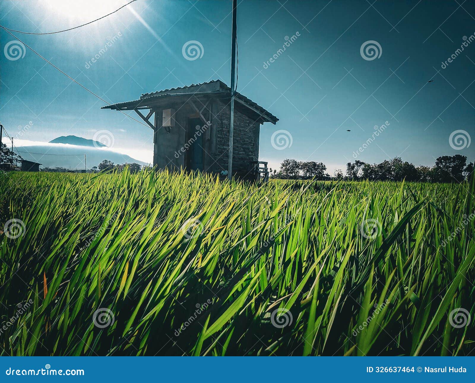 A Hut in the Middle of Rice Fields at the Foot of Mount Lawu, East Java ...