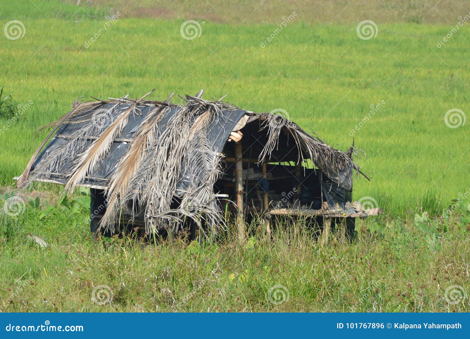 Hut in Paddy field stock photo. Image of landscape, green - 101767896
