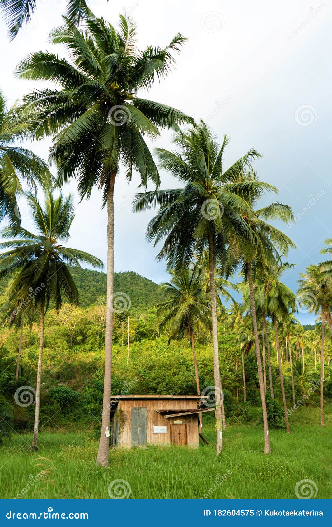 A Hut between Palm Trees in the Jungle Stock Image - Image of asia ...