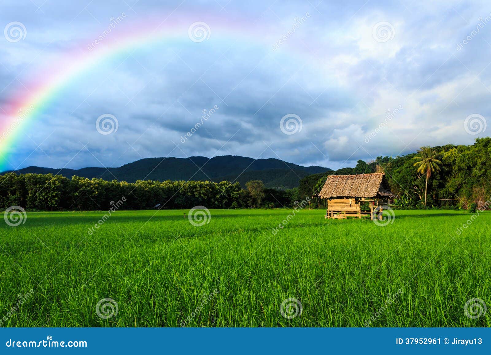 Hut in rice farm stock image. Image of scenic, plantation - 37952961