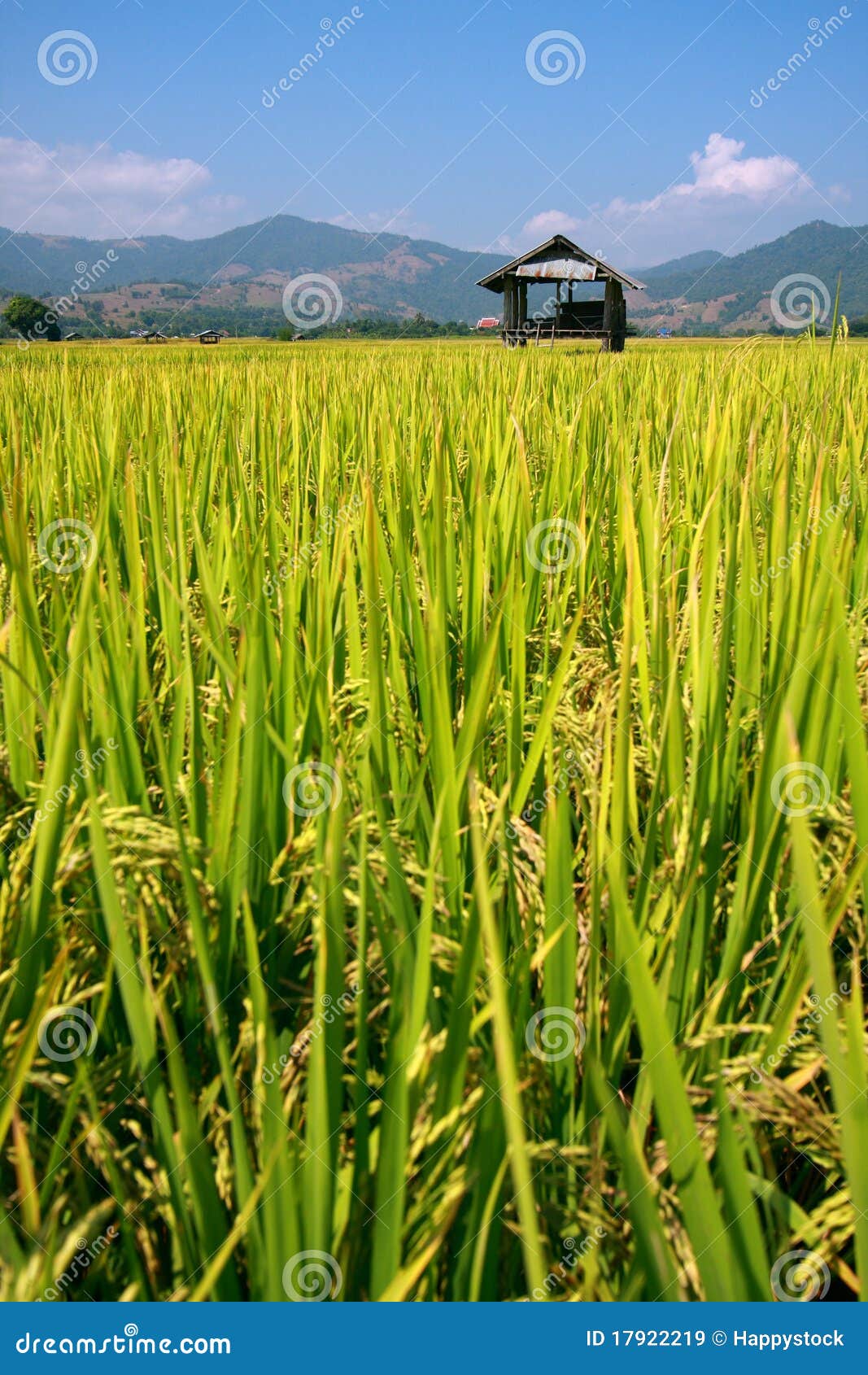 Hut and rice field stock image. Image of environment - 17922219