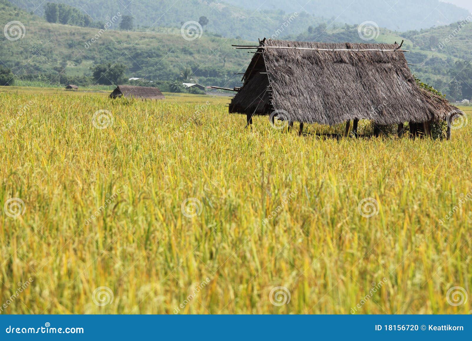 Hut in a rice field stock photo. Image of rice, building - 18156720