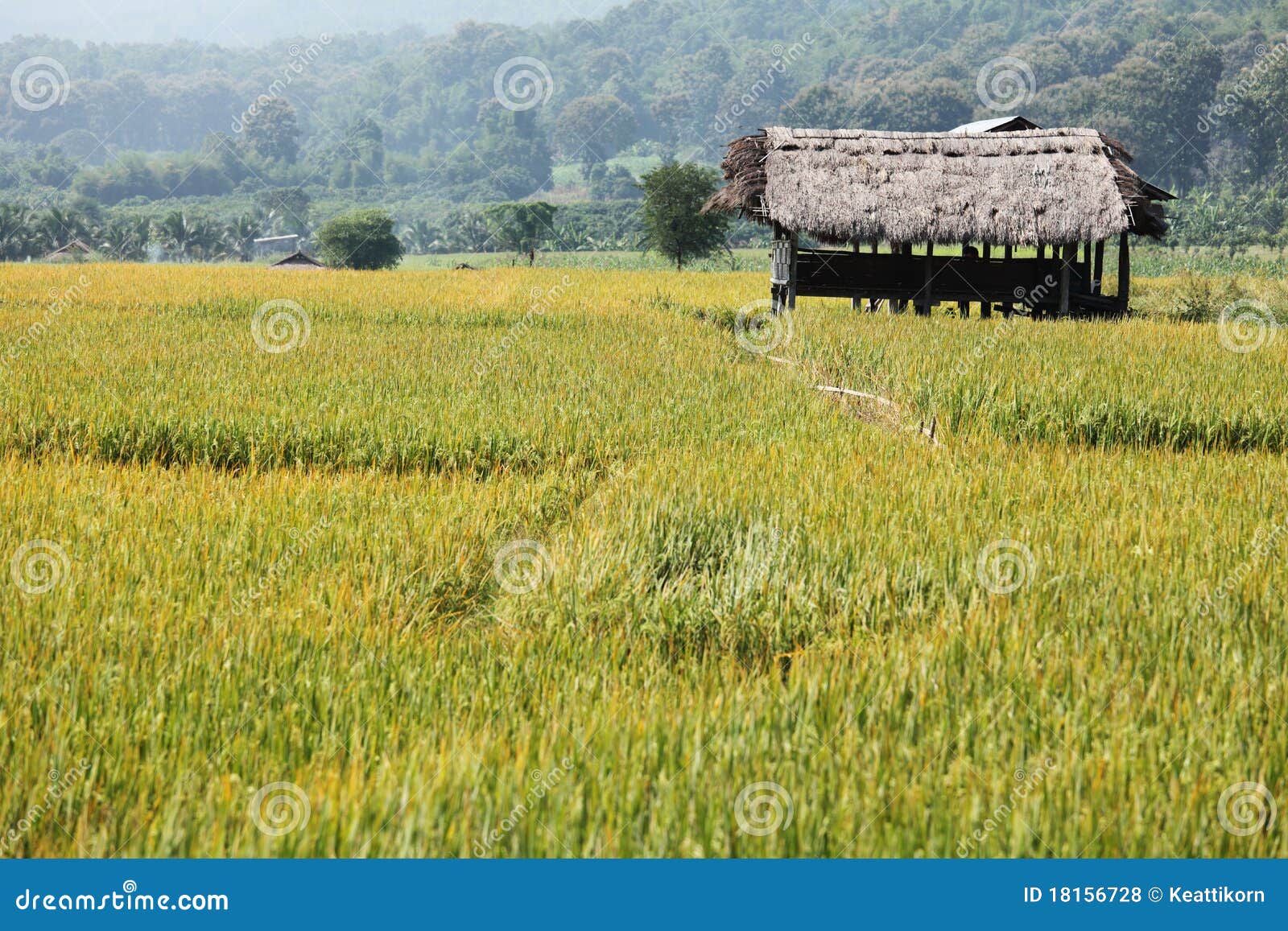Hut in a rice field stock photo. Image of lush, harvest - 18156728