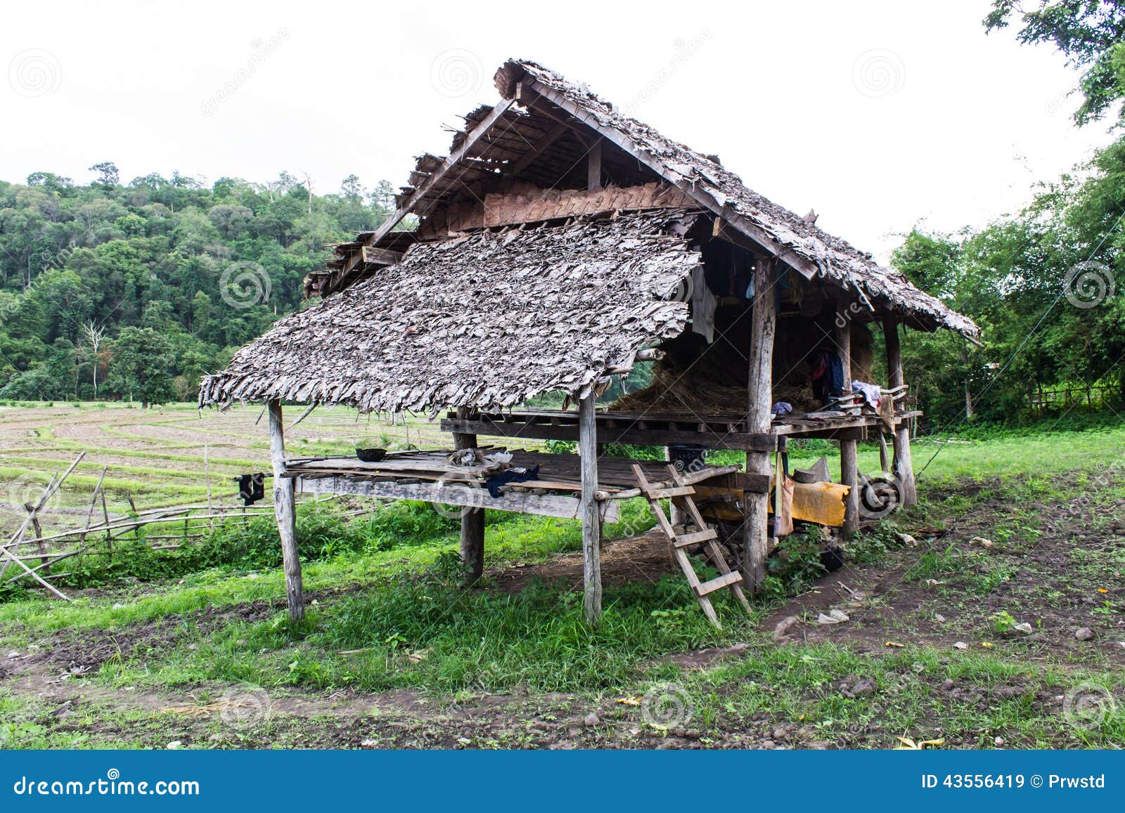 Hut in Rice Field, Countryside in Thailand Stock Image - Image of ...