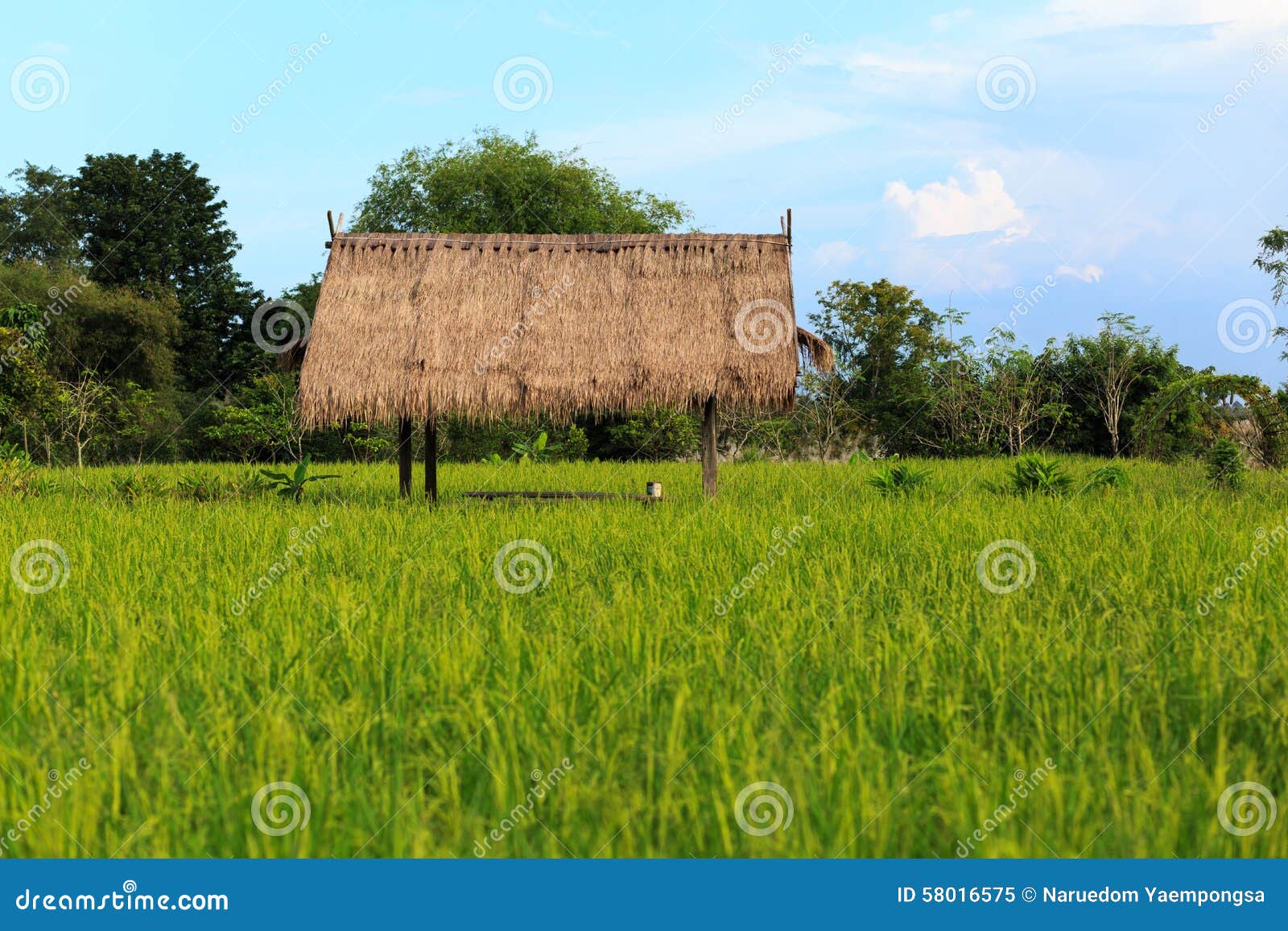 Hut and rice field stock image. Image of southeastasia - 58016575