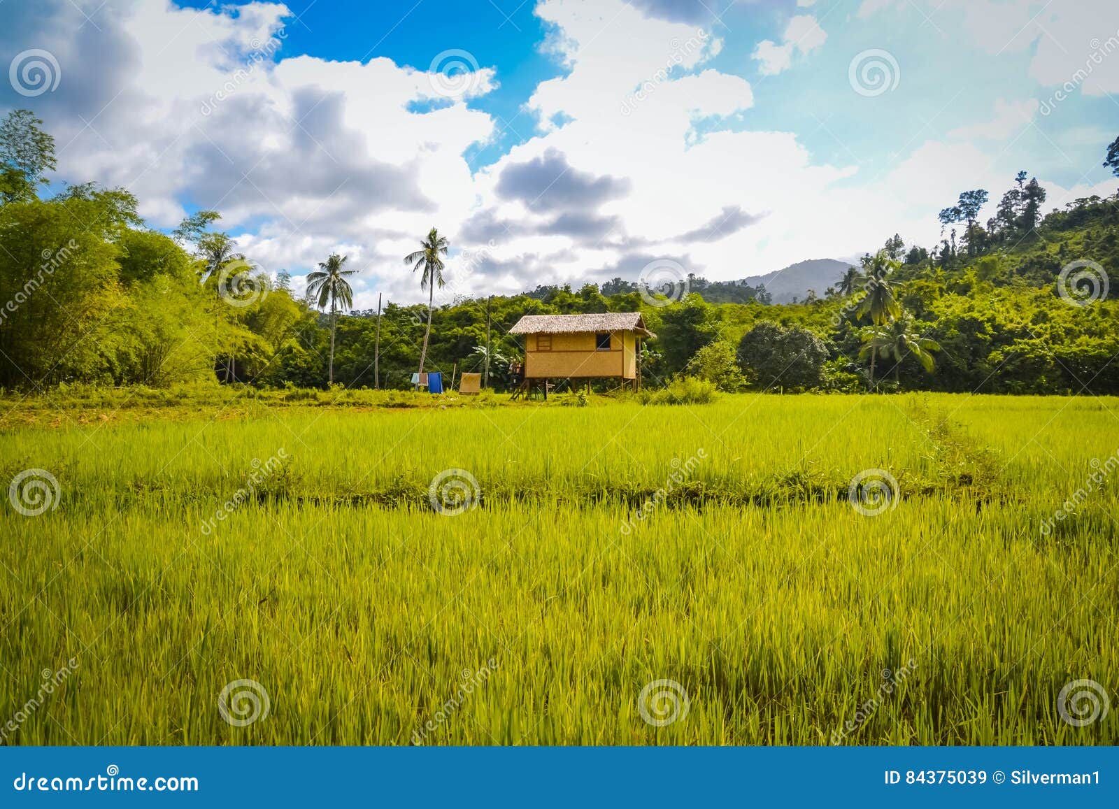 A hut in a rice field stock image. Image of shack, asian - 84375039