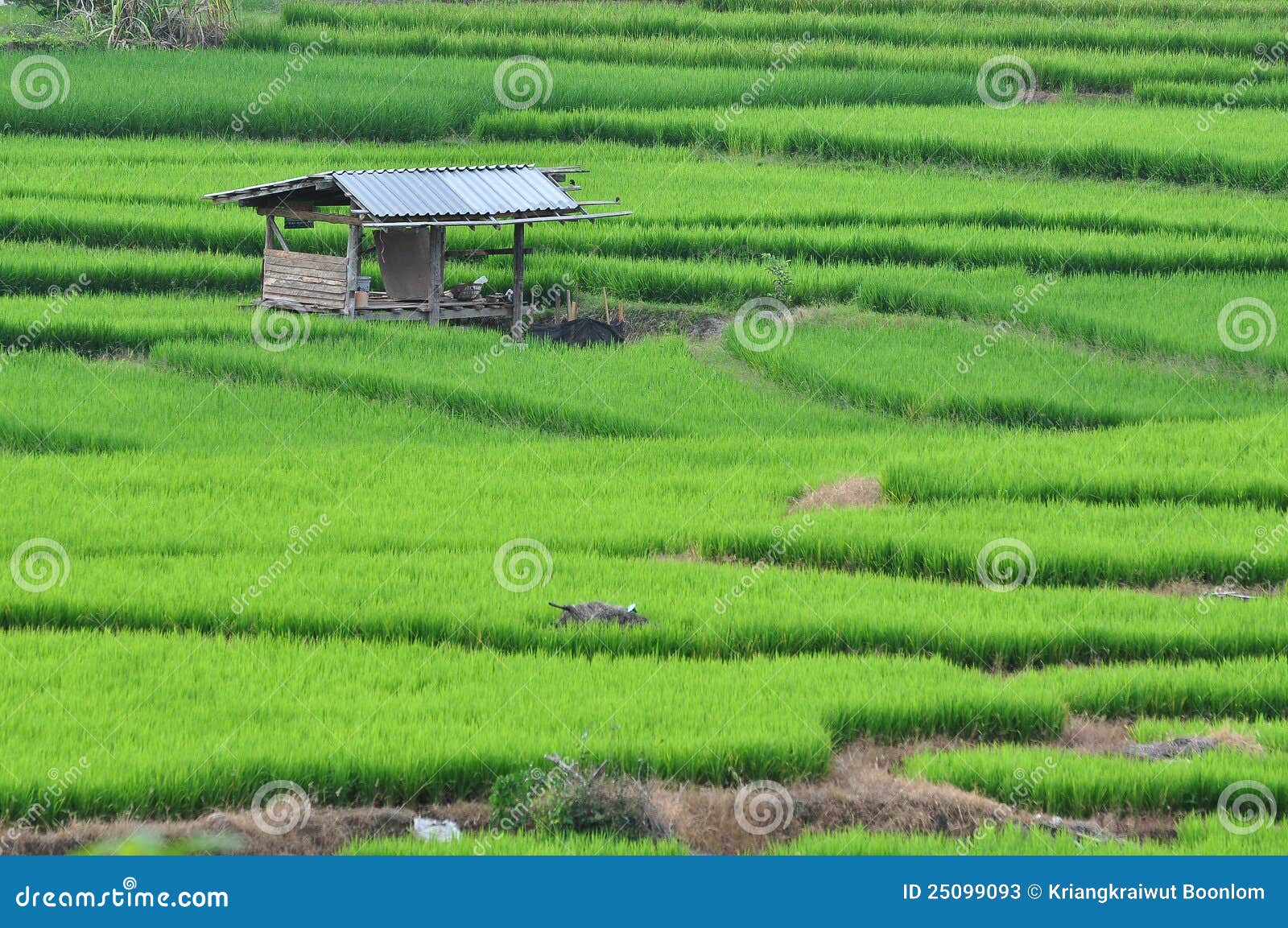 The Hut and Terrace Rice Field Stock Image - Image of peace, plantation ...