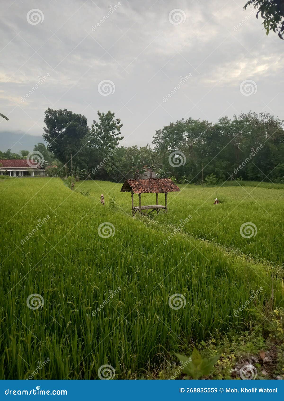A Hut To Rest in the Middle of the Rice Fields Stock Image - Image of ...