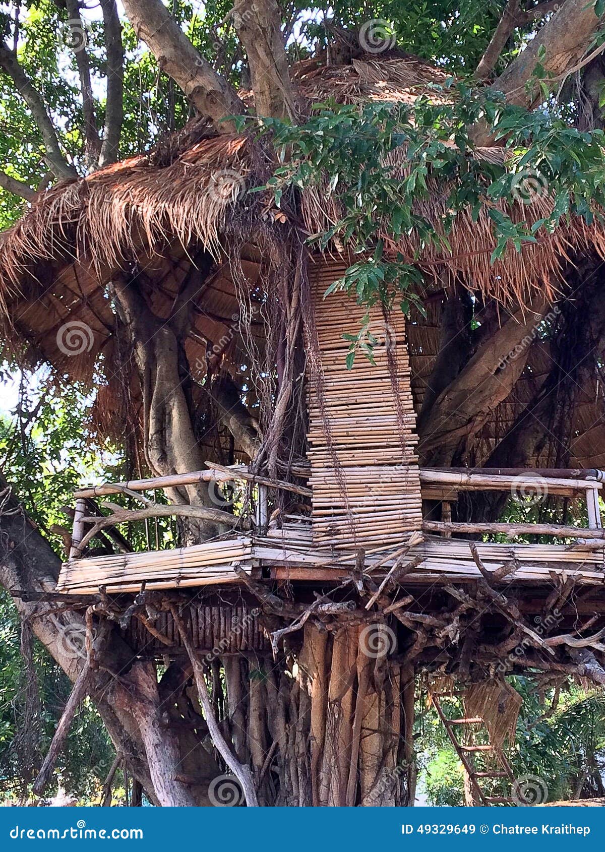 Hut on the tree stock image. Image of tree, forest, nature - 49329649