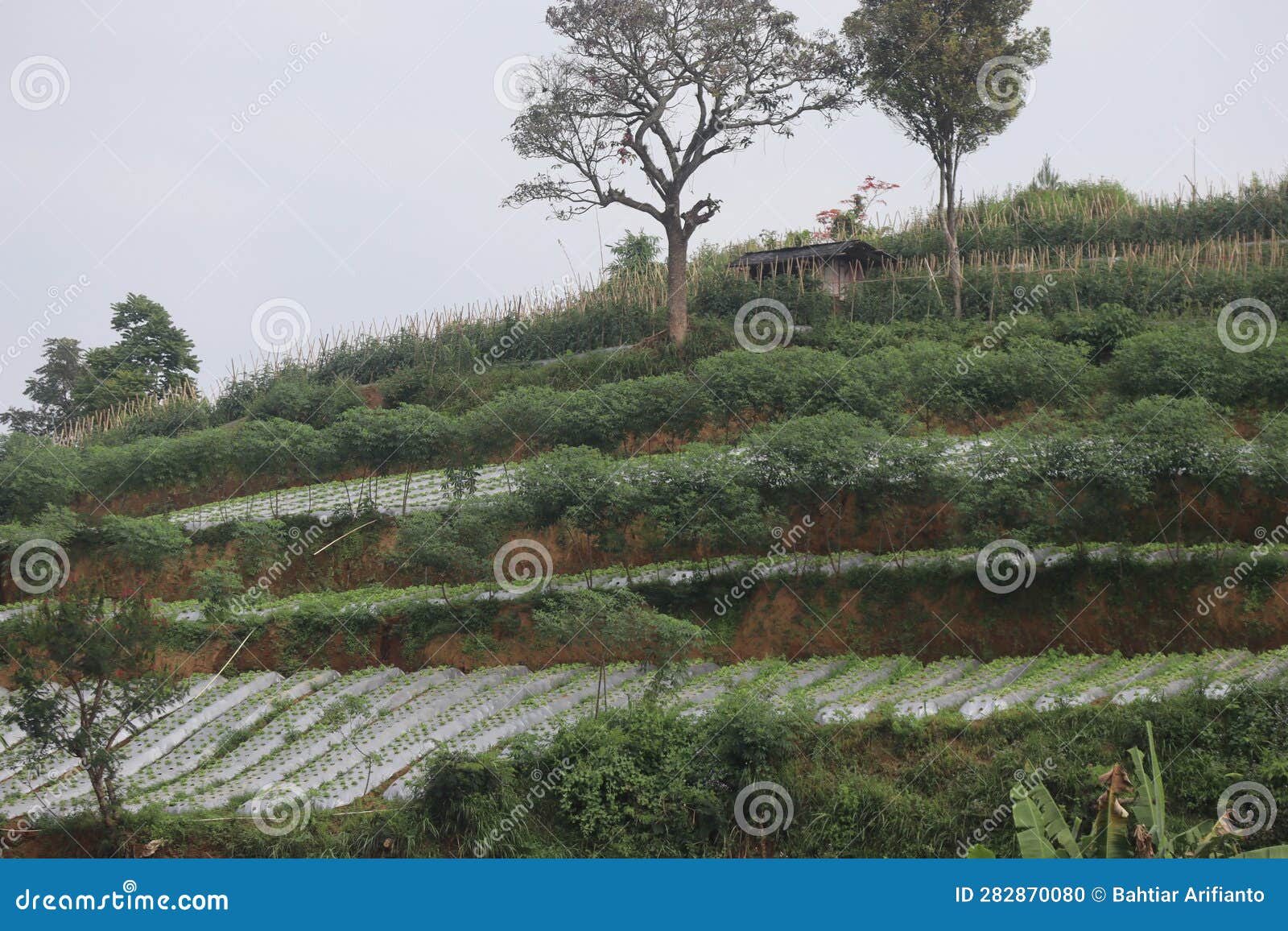Hut between Vegetable Fields on the Hillside of Lembang in the Morning ...