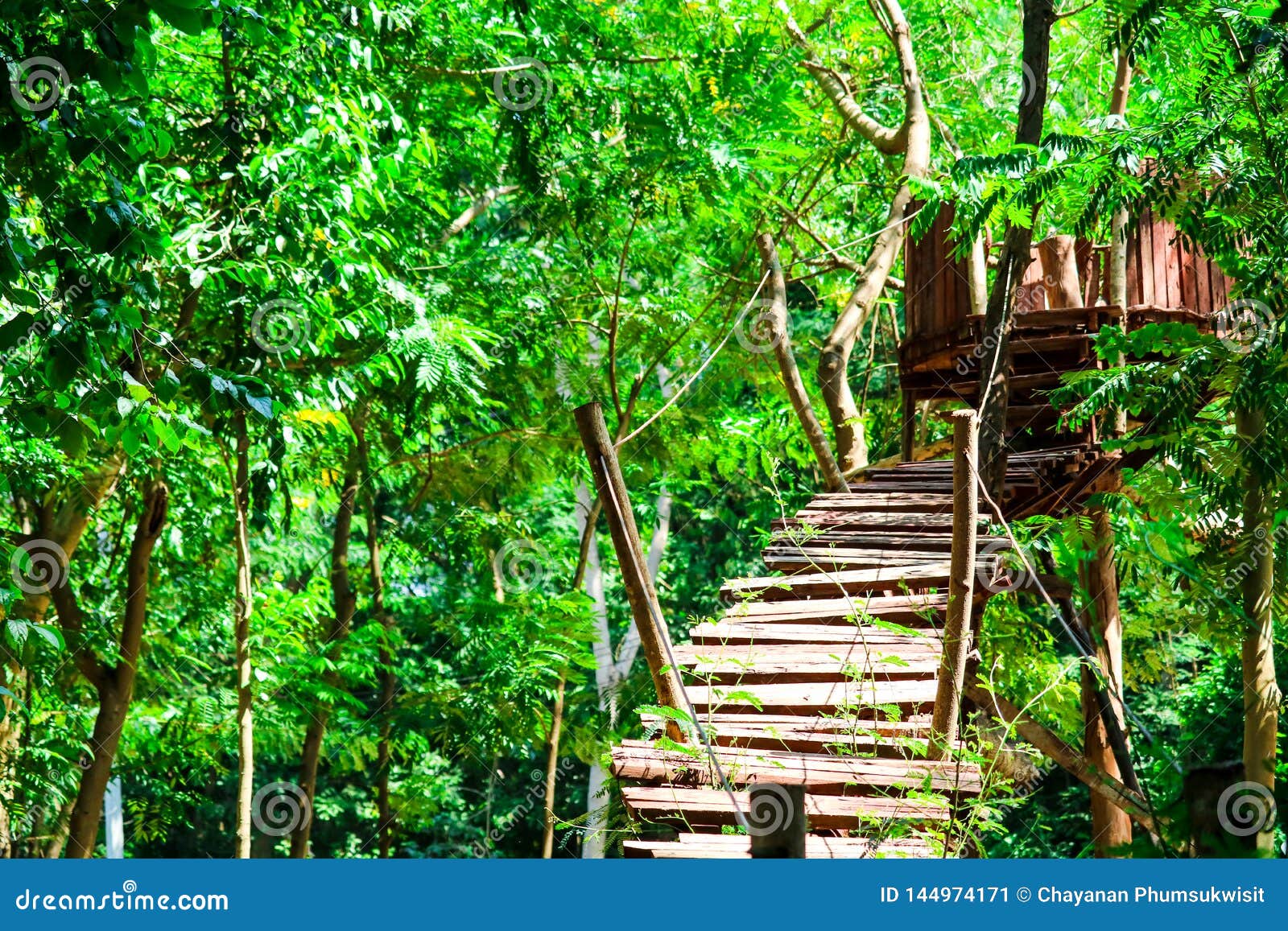 Hut Wood and Bridge Log Was Built in Forest for Adventure Activity of ...