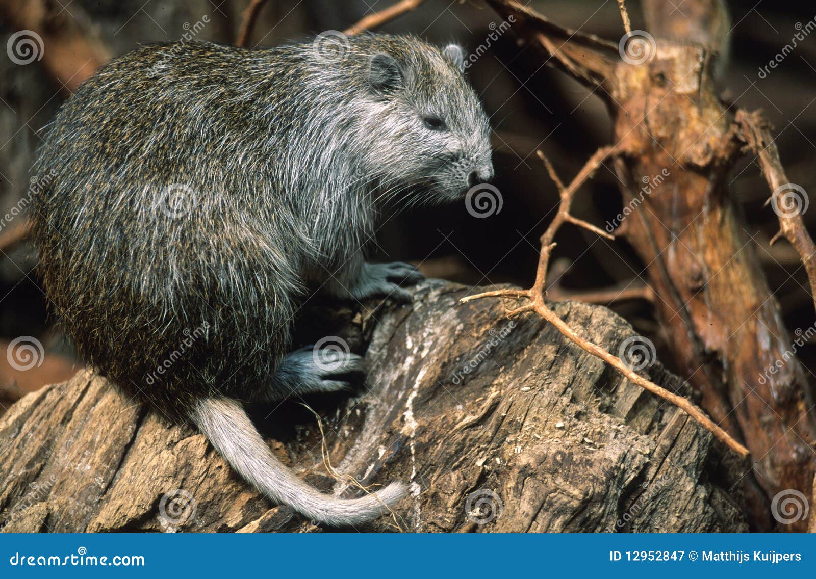 Hutia stock image. Image of mammal, tree, herbivore, hutias - 12952847
