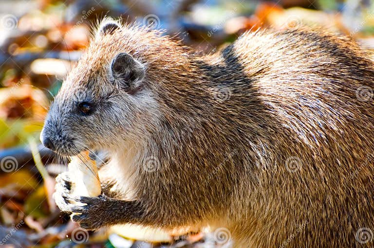 Hutia stock photo. Image of tropical, teeth, funny, tail - 14445656