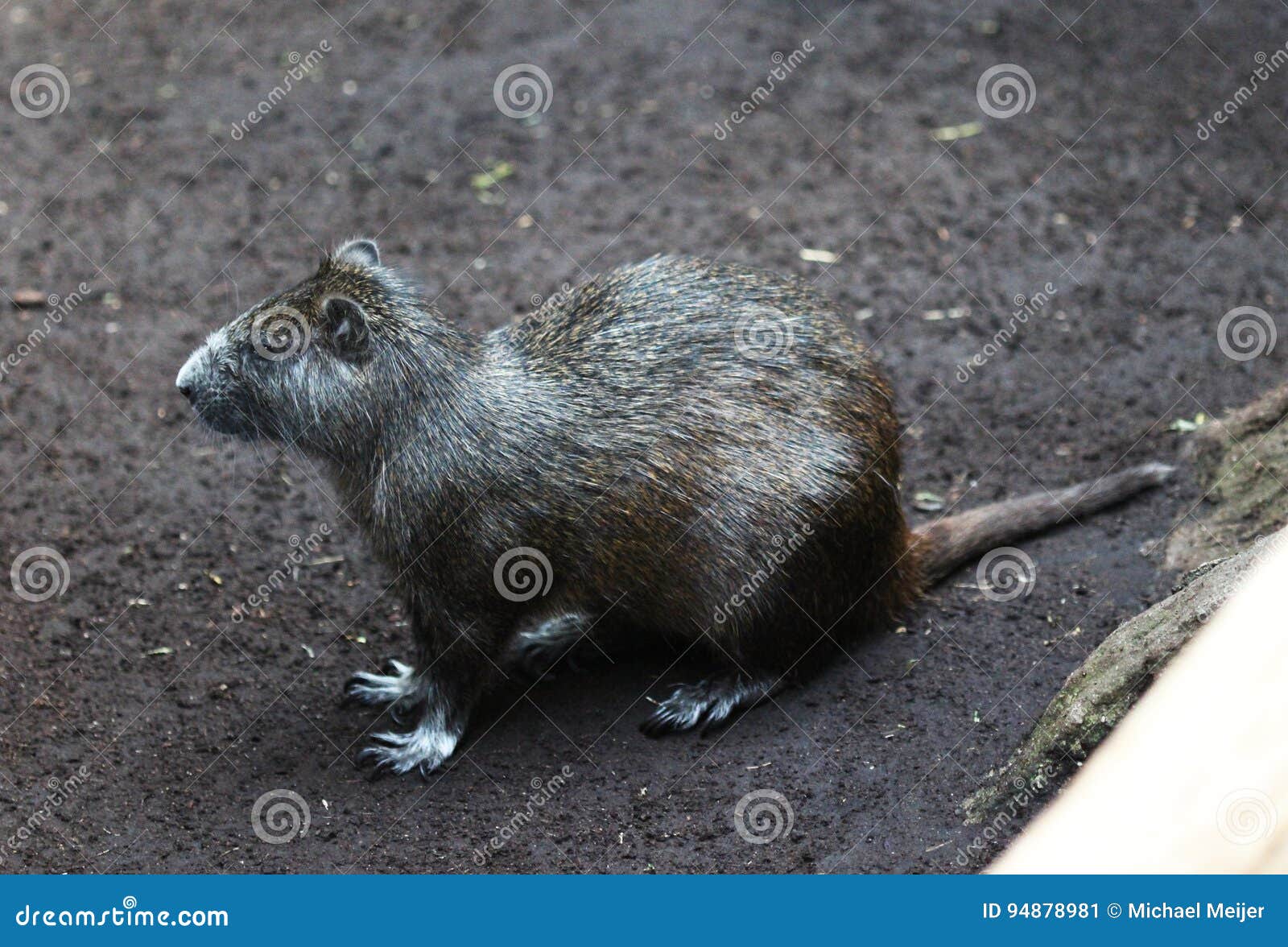Hutia de Desmarest imagen de archivo. Imagen de cubo - 94878981