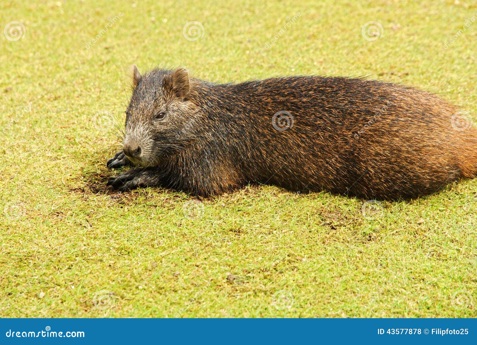Hutia konga stock photo. Image of rodent, tail, wildlife - 43577878
