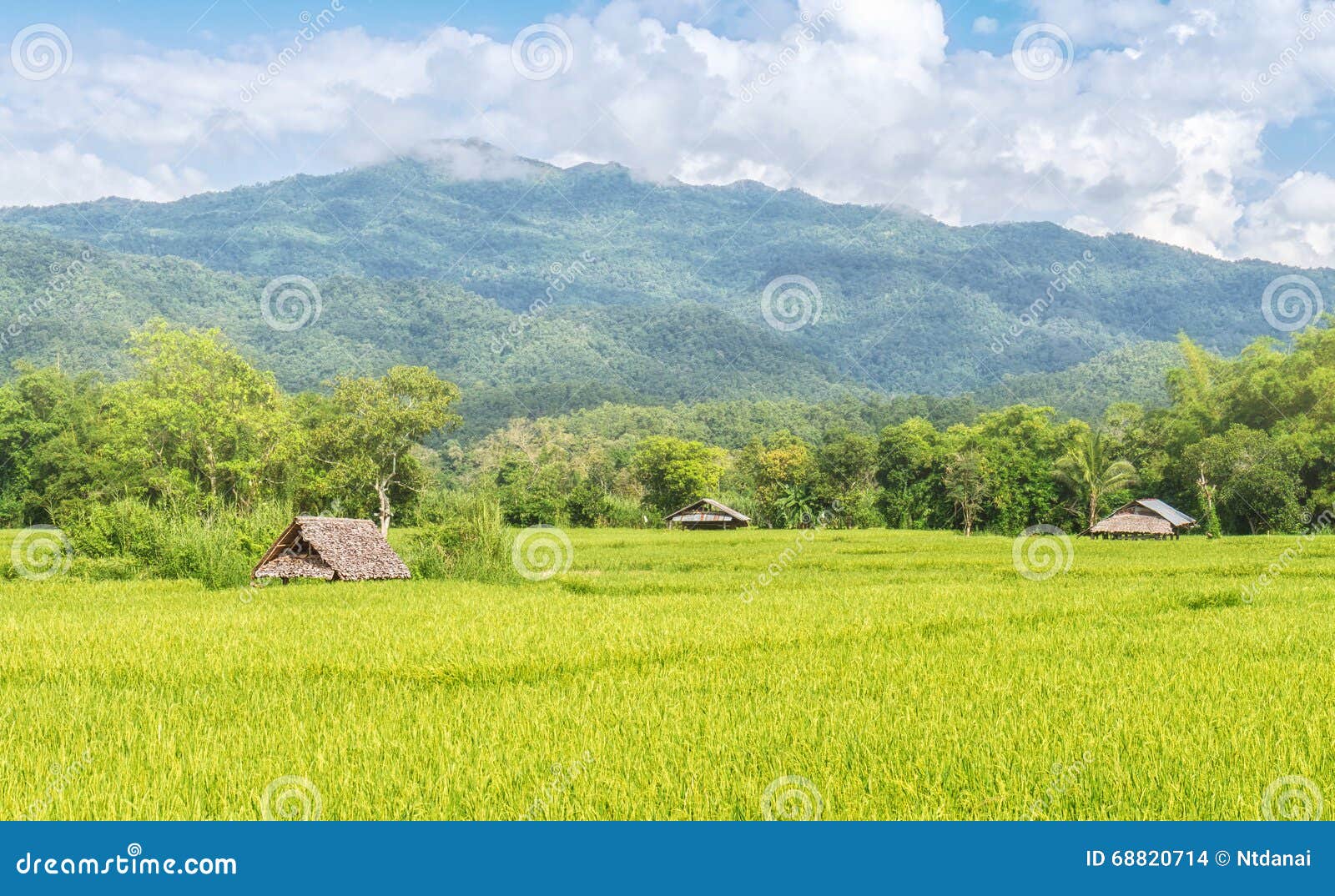 Huts in the Green Rice Field Stock Photo - Image of beautiful, farm ...