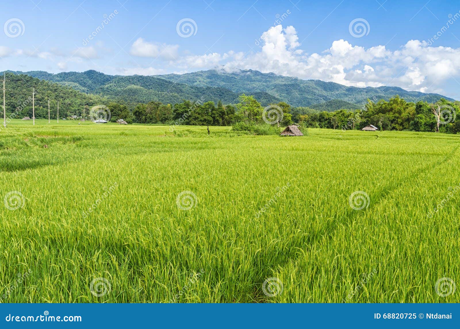 Huts in the Green Rice Field Stock Image - Image of blue, farm: 68820725