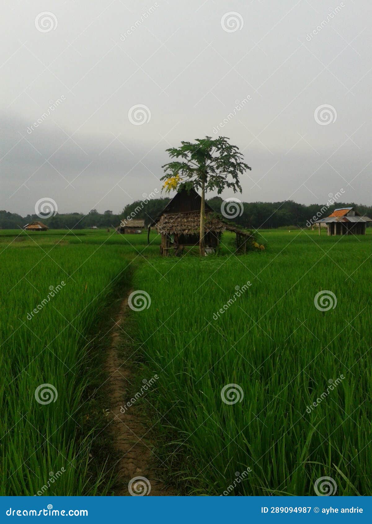 Huts in the Middle of Field Stock Image - Image of green, field: 289094987