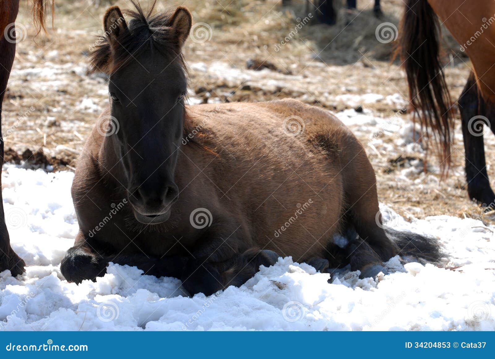 Hutuli Horses Stock Photos - Free & Royalty-Free Stock Photos from ...