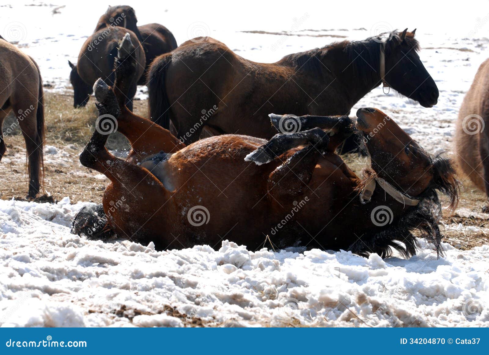 Hutuli Horses stock photo. Image of feed, graze, head - 34204870
