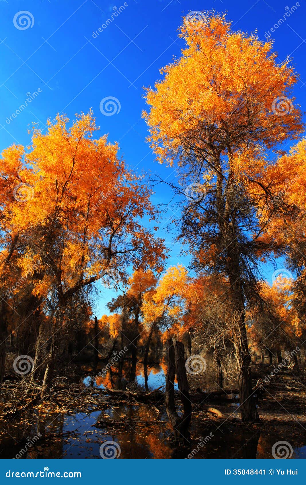 HuYang Tree10 imagen de archivo. Imagen de deciduo, estacional - 35048441