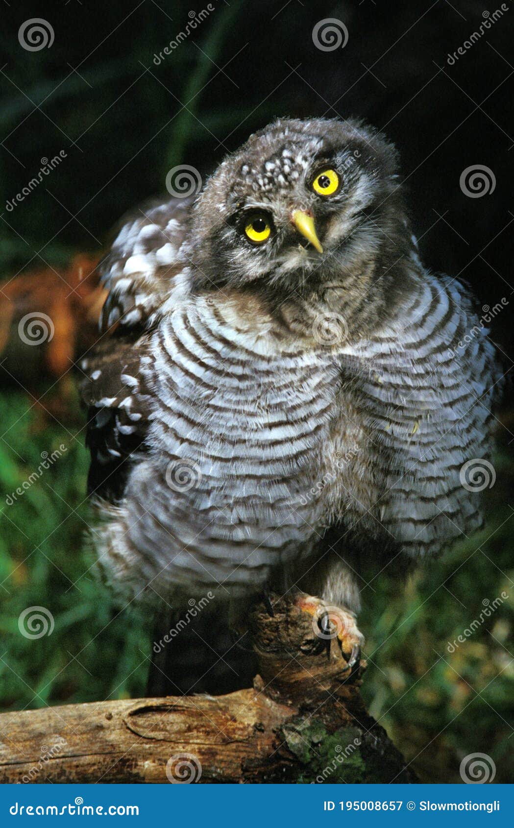 Hwk Owl Surnia Ulula Juvenil Imagen de archivo - Imagen de fauna, buho ...