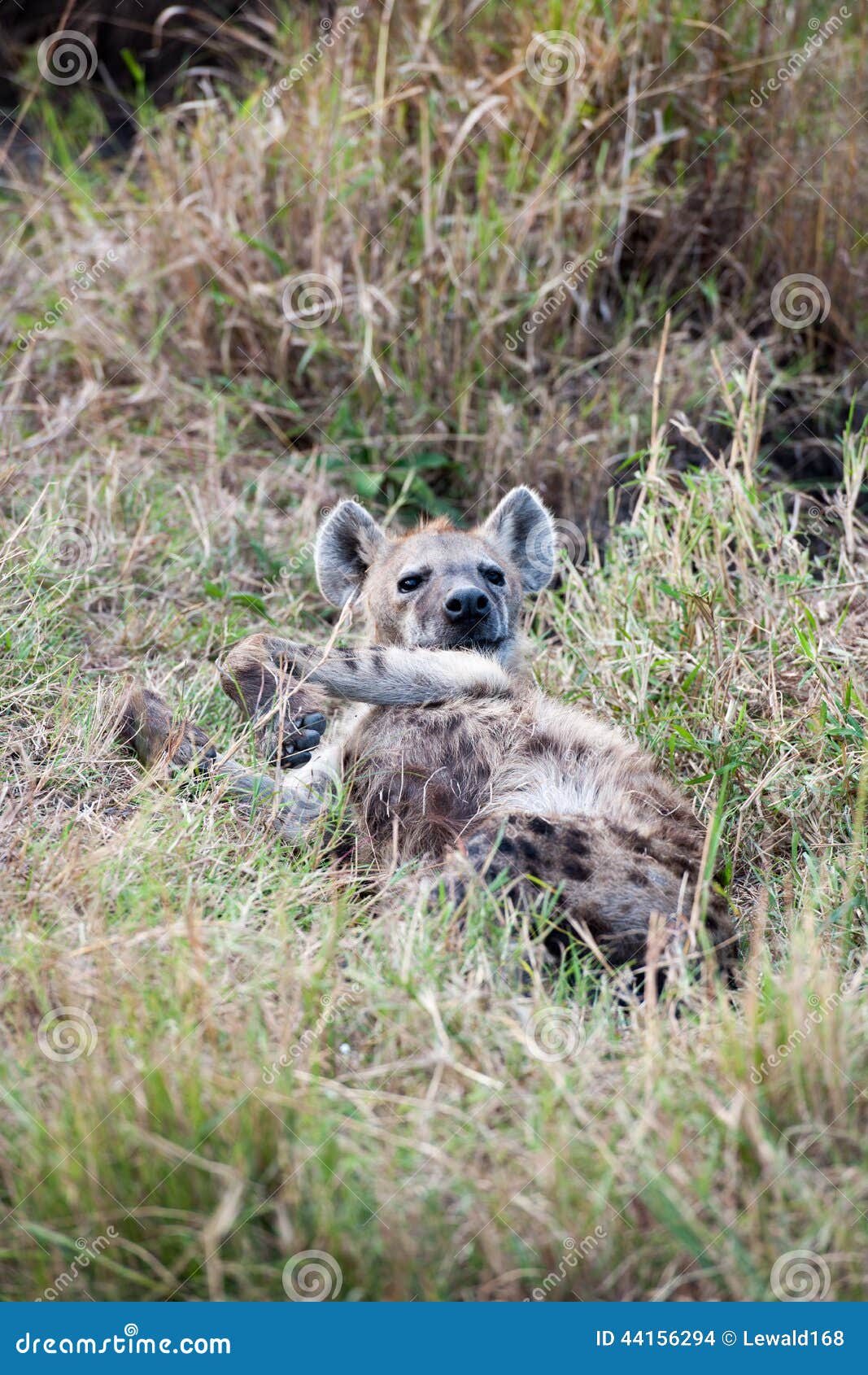 HyÃ¤ne stock photo. Image of safari, hunter, wilderness - 44156294