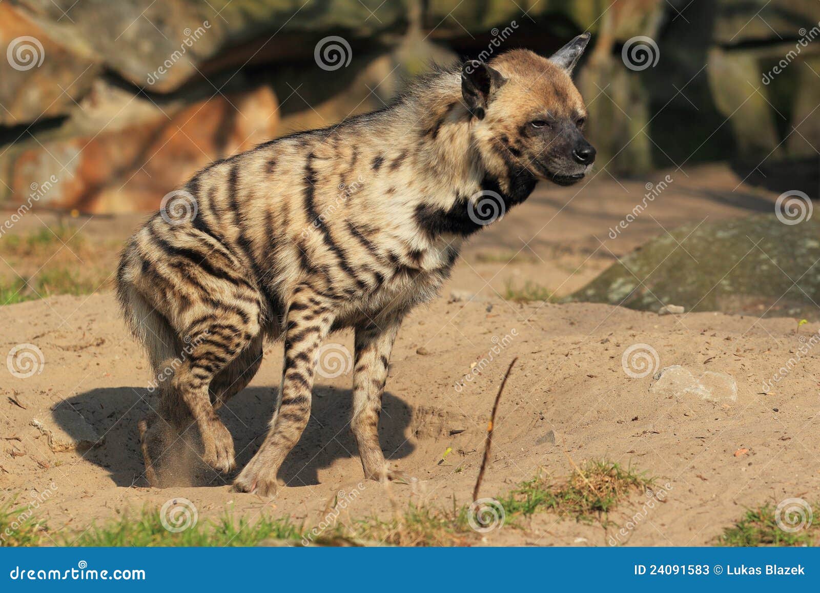 Hyène rayée image stock. Image du vrai, hyène, berlin - 24091583