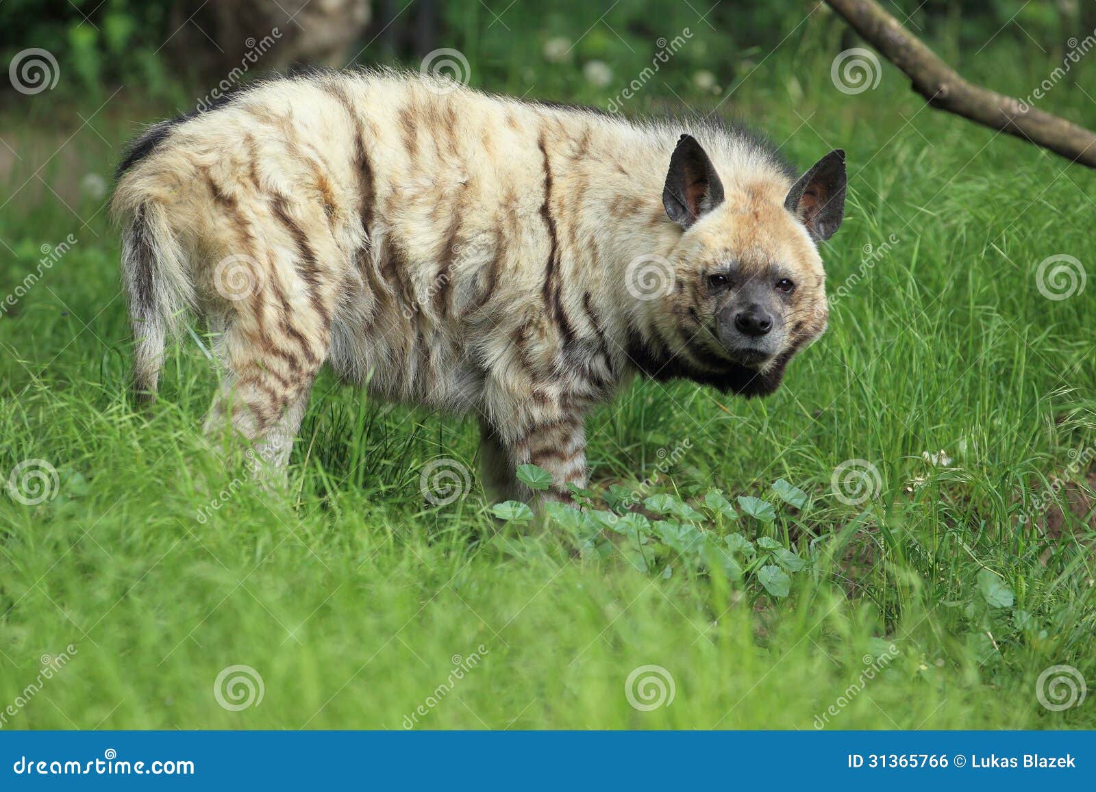 Hyène rayée photo stock. Image du hyène, adulte, mammifère - 31365766