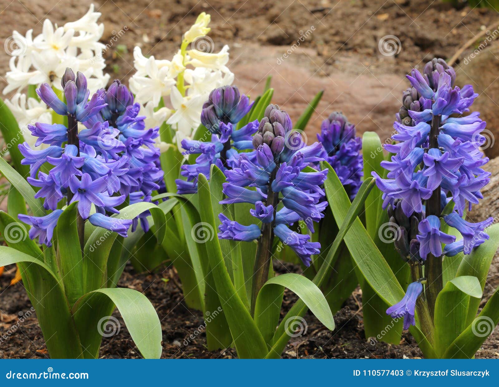 Hyacint stock afbeelding. Image of hoofd, installatie - 110577403