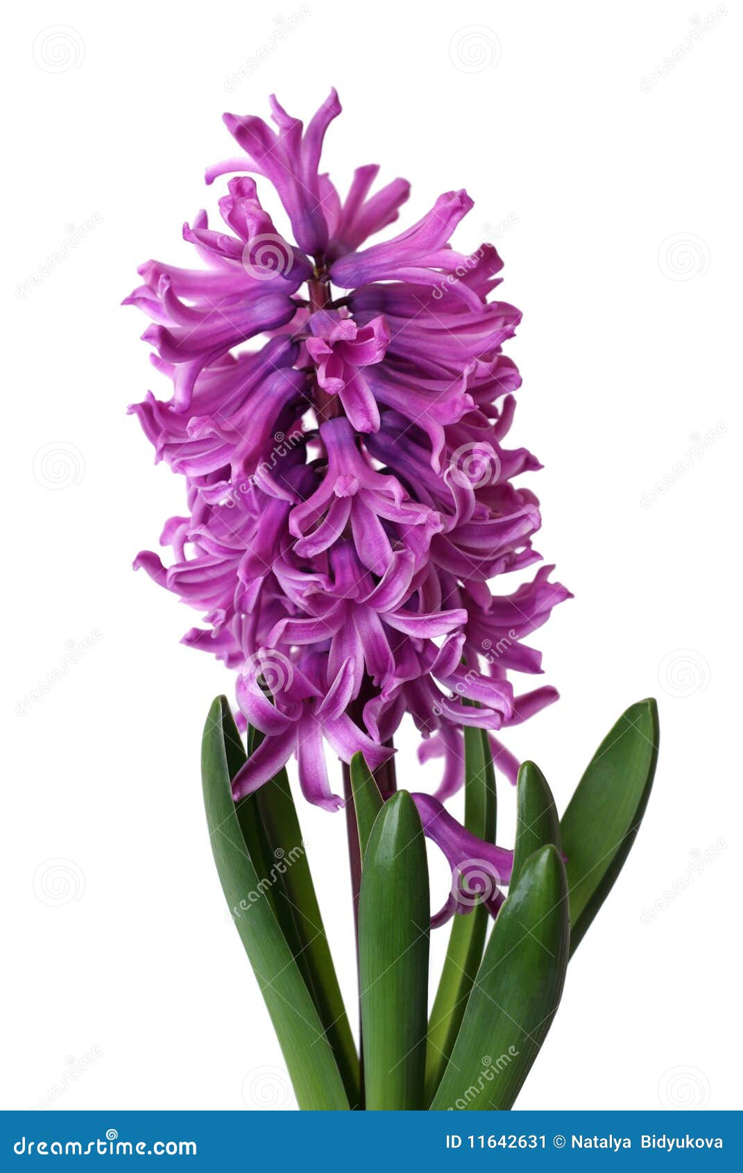 Hyacint stock afbeelding. Image of vers, tuinieren, romaans - 11642631