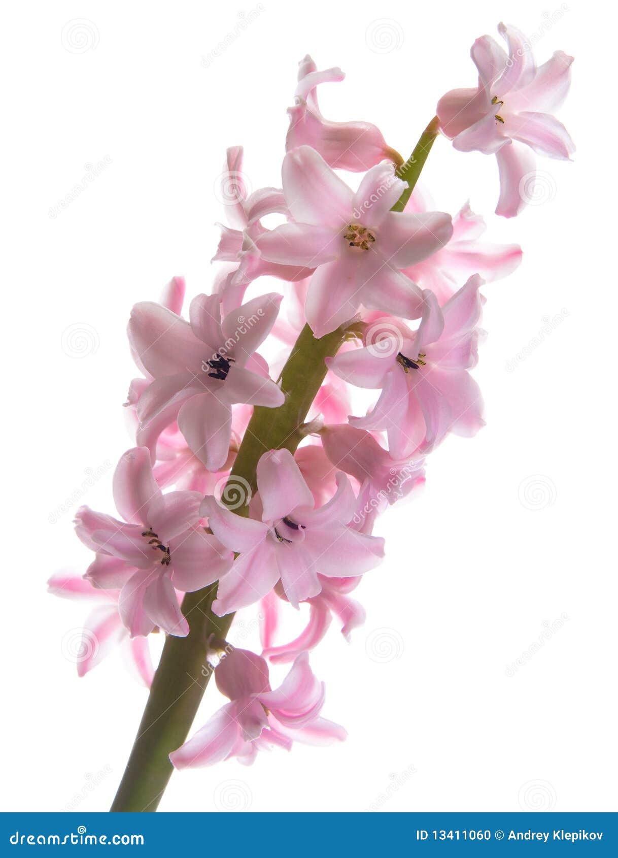 Hyacinth stock photo. Image of single, isolated, hiacinth - 13411060