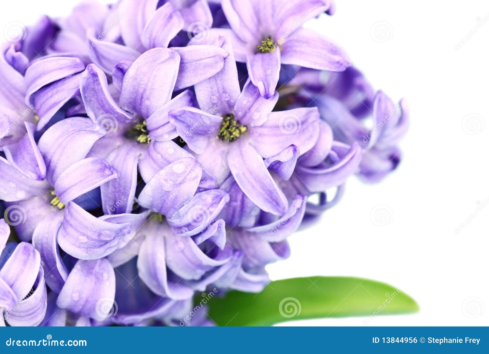 Hyacinth stock photo. Image of springtime, horizontal - 13844956